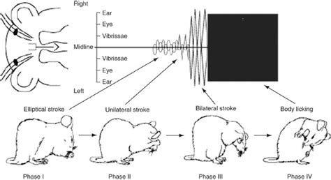 Analyzing Grooming Microstructure In Neurobehavioral Experiments