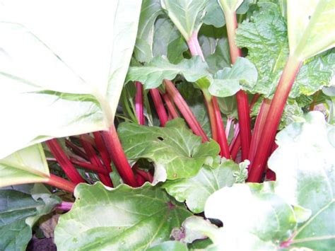 Rhubarb Clearance Special Rhubarb Bulk Wholesale 200 Seeds