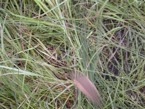 Prebles Meadow Jumping Mouse Conservation Robert Schorr