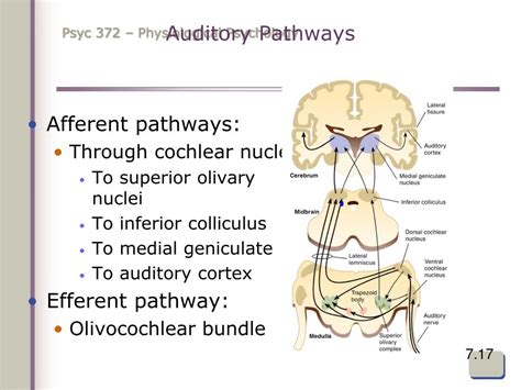 Ppt Sensory Systems Powerpoint Presentation Free Download Id4800976