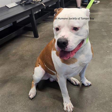 Lost 08 14 25 Found At Humane Society Of Tampa Bay Guapo 125480 Breed Terrier Sex Male