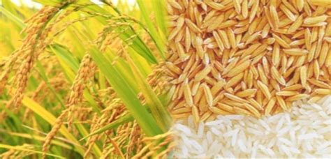 မင်းလှမြို့နယ် ဆန်စပါးဈေးကွက် Consumer