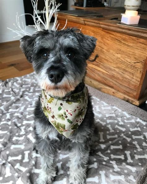 6 Schnoodle Haircuts And Grooming Styles In 2026 With Pictures Hepper