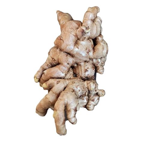 Beige Maharashtra A Grade Ginger Packaging Size 50 Kg Cooking