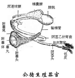 第八章 生殖系统