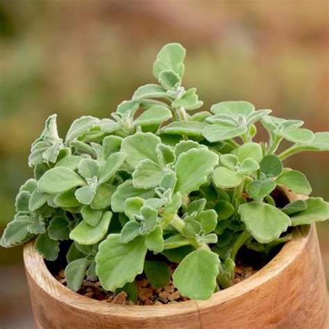 Plectranthus Amboinicus Flower