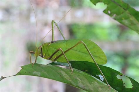 Largest Katydid In The World