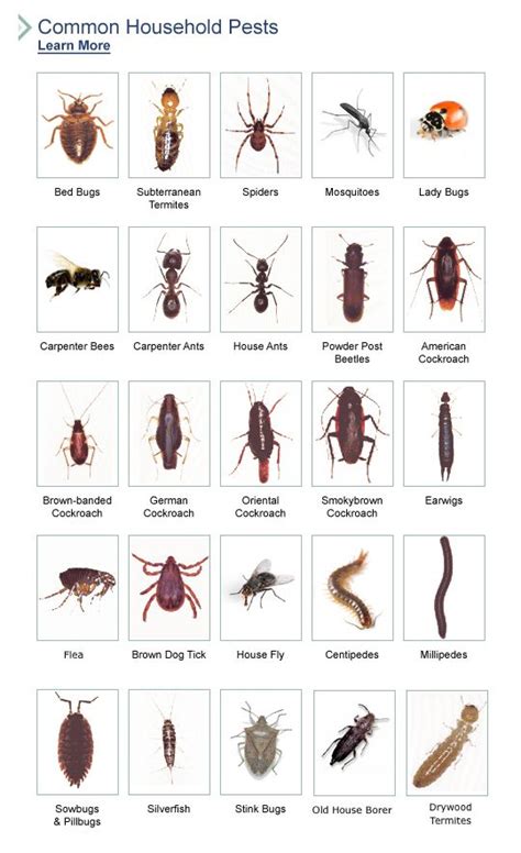 Bed Bug Infestation Chart