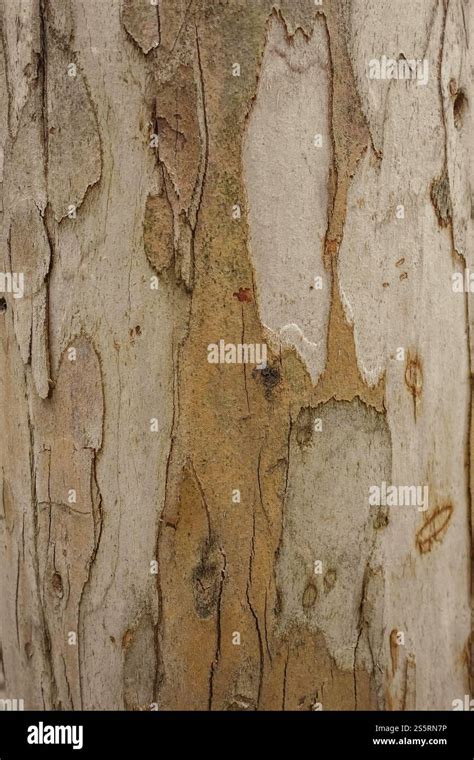 Eucalyptus Tree Wood Texture Macro View Detail Eucalyptus Wood