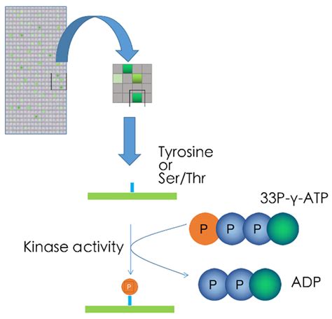 Protein Kinase Assay On A Plate Reader Wdlo
