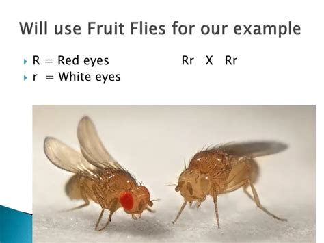 Ppt Will Use Fruit Flies For Our Example Powerpoint Presentation