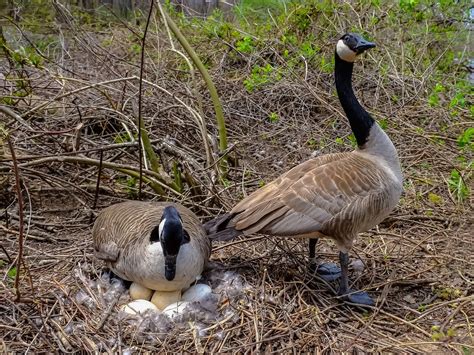 Canada Goose Nesting Location Eggs Behavior Birdfact