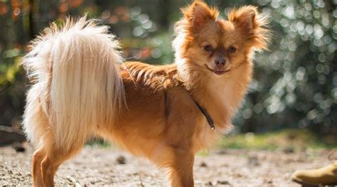 Types Of Chihuahua Mix Breeds
