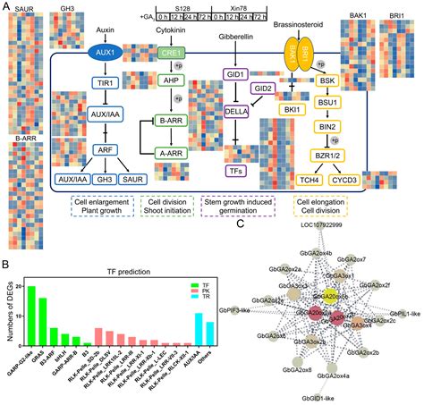 Genome Wide Characterization Of Gibberellin Oxidase Genes Gbgaoxs And