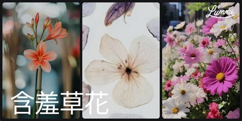 含羞草花 Images — Free Hd Download On Lummi