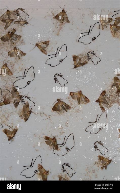 Pantry Moth Life Cycle