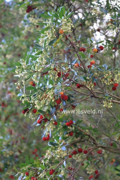 Picture And Description Of Arbutus Unedo Elfin King