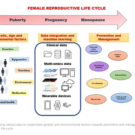Overview Of Predictive Models Of Female Reproductive Health