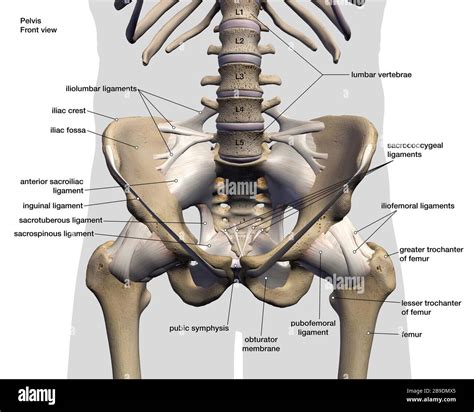 Iliac Fossa
