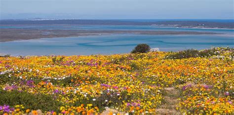 West Coast National Park Wcnp Albatross Guest House