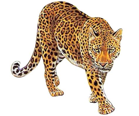 Graceful Leopard Drawing