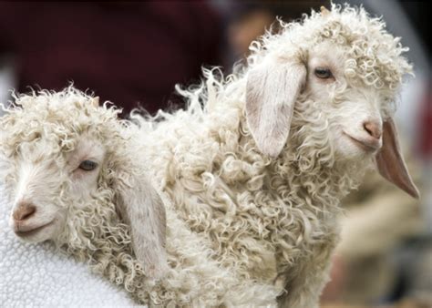 How To Care For Angora Goats
