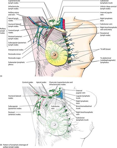 Lymph Node Diagram Chest