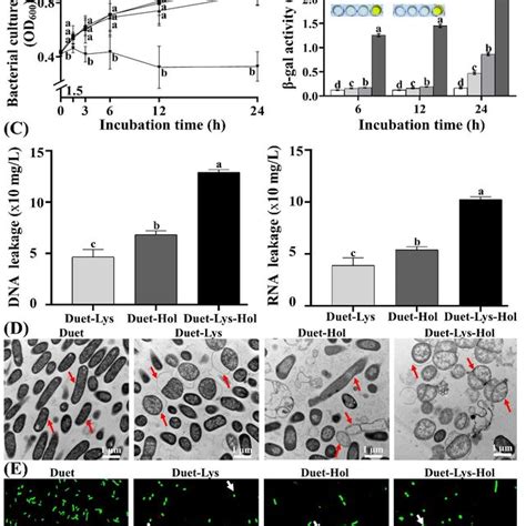 Standard Protocol For Endolysin Heterologous Expression A Bacterial