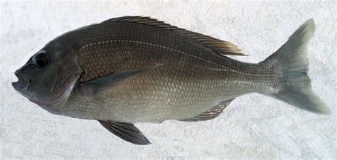Black Snapper Mexican