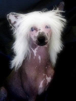 Chinese Crested Puppies For Sale With Blue Eyes Chinese Crested