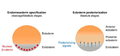 Schematic Representation Of The Function Of B Catenin In Saccoglossus