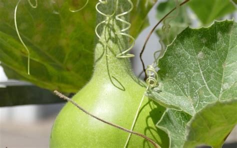 Kalebasse Humus Krumus