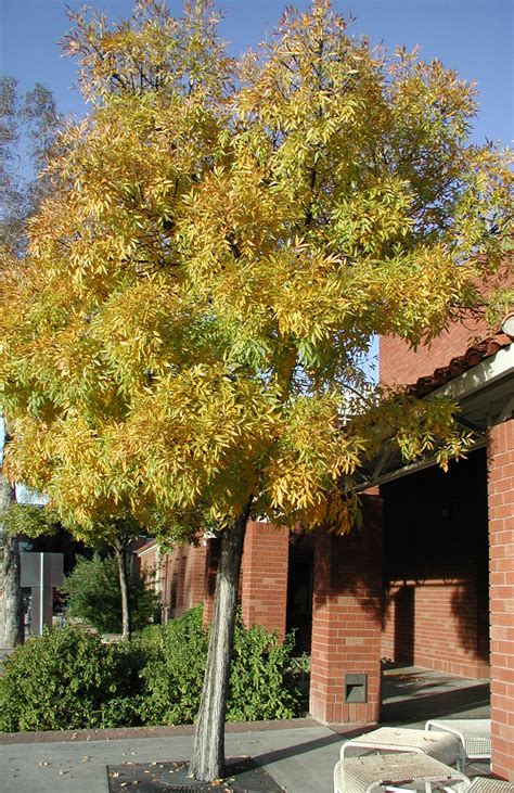 Fraxinus Velutina Fan Tex