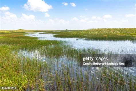 Swamps In Florida Photos And Premium High Res Pictures Getty Images