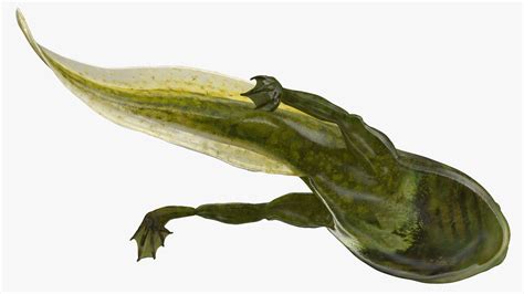 Tadpole With 4 Legs