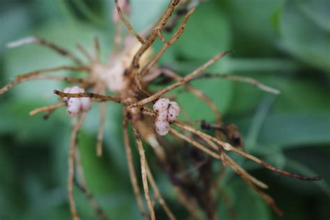Nitrogen Fixating Nodules Cover Crop Fabaceae Nitrogen Fix Flickr