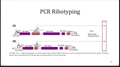 Ribotyping Pptx