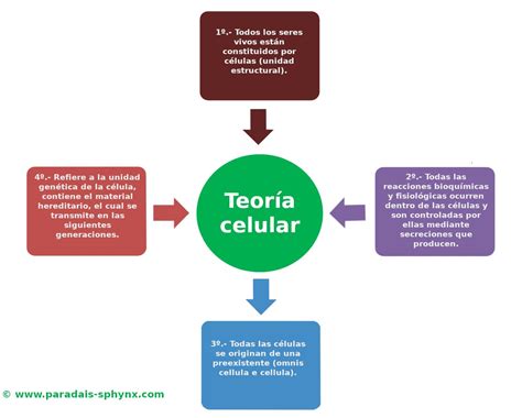 Postulados De La Teoría Celular Biología Youtube