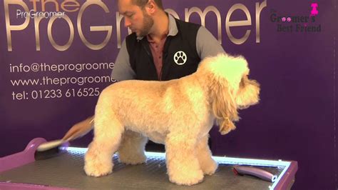Cockapoo Cuts Grooming 5 Styles And Maintenance Guide 2024 Dogsguide