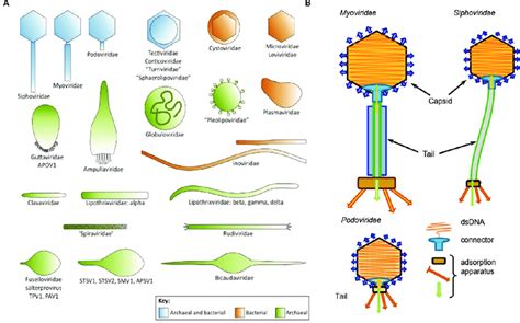 A Representation Of Prokaryote Bacteriophage Morphotypes 13 B