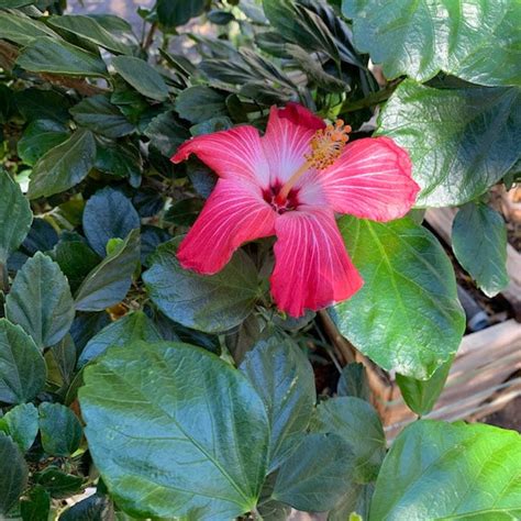Red Hibiscus Tree