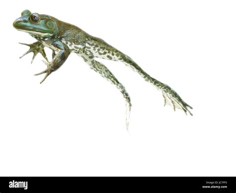 Leaping Frog Images