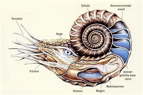 Ammoniten Tiefsee Wesen Ammonit Prähistorisches