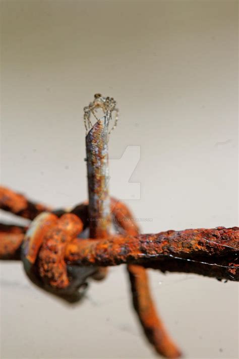 Barbed Wire Spider By Dawnyd7777777 On Deviantart