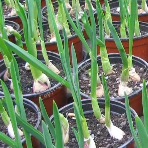 Allium Sativum