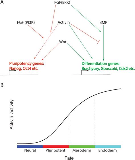 The Molecular Circuitry Underlying Pluripotency In Embryonic Stem Cells Abstract Europe Pmc