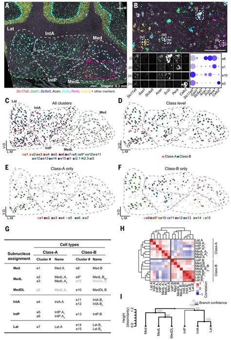 Spatial Organization Of Mouse Cell Types A A Starmap Coronal Section