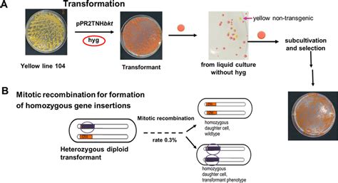 Mitotic Recombination Affecting Transformants Of Xanthophyllomces