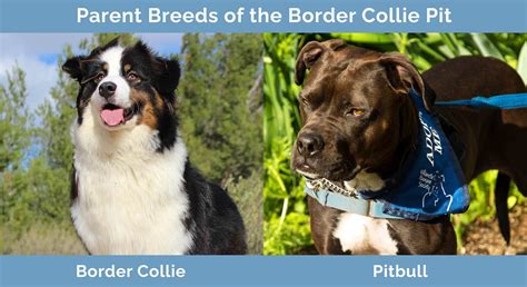 Border Collie Pit Border Collie And Pitbull Mix Info Pictures Facts