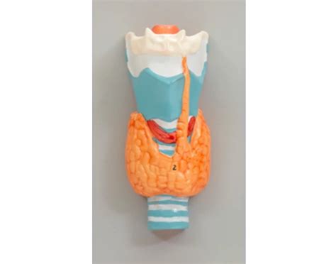 Thyroid Gland Anterior — Printable Worksheet